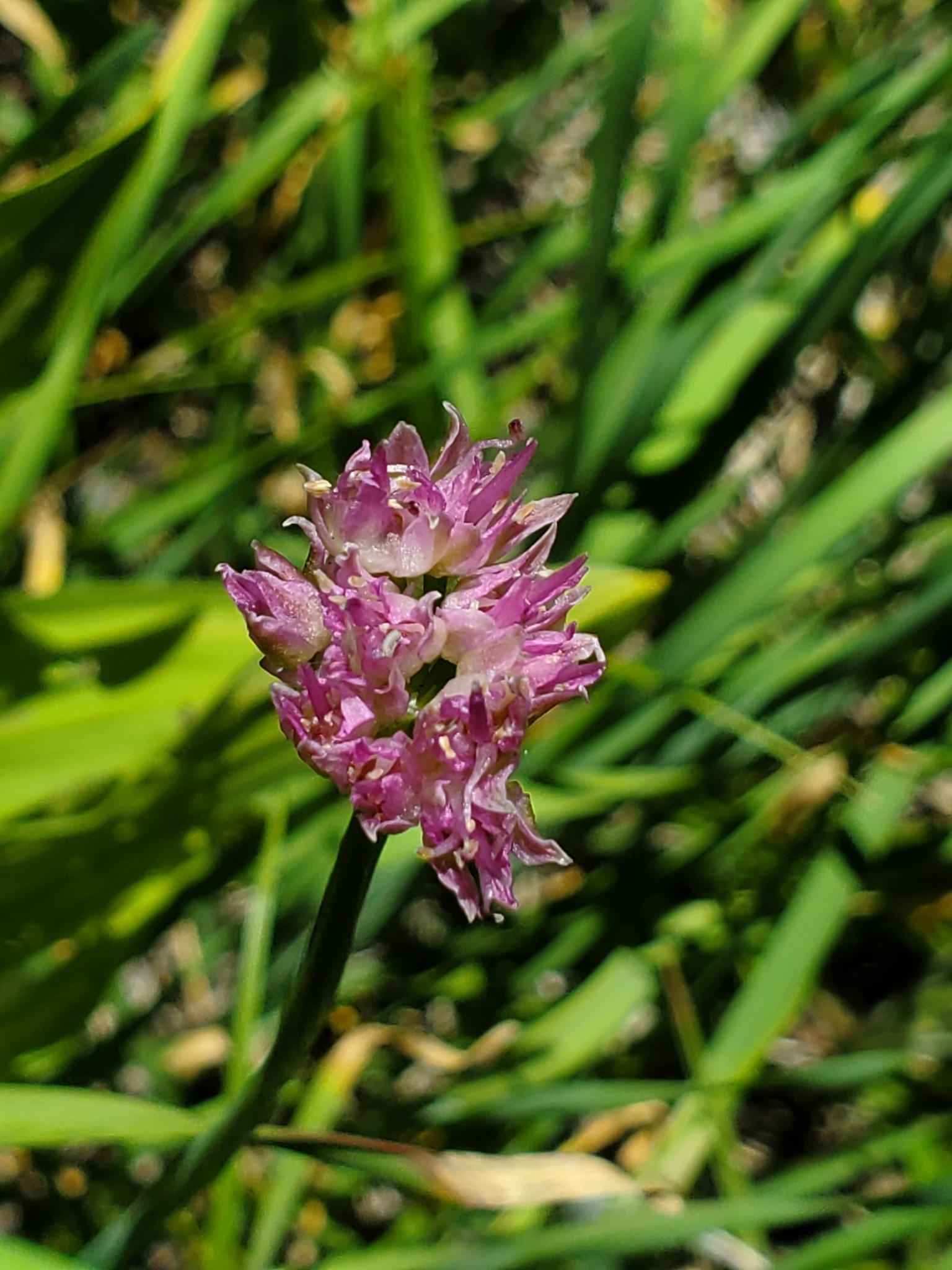 Allium validum S.Watson