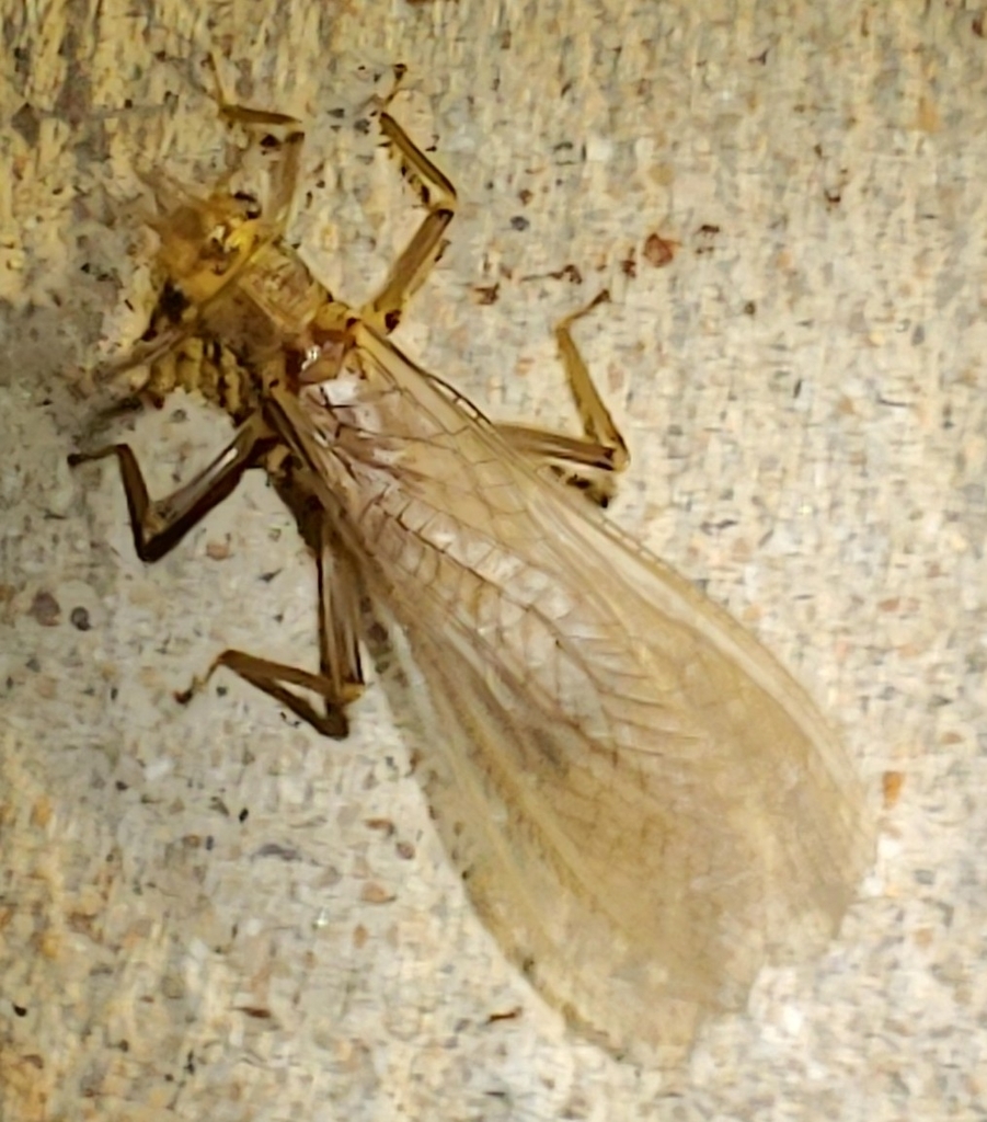 Perloidea from Fredericksburg, VA 22408, USA on June 14, 2022 at 09:32 ...