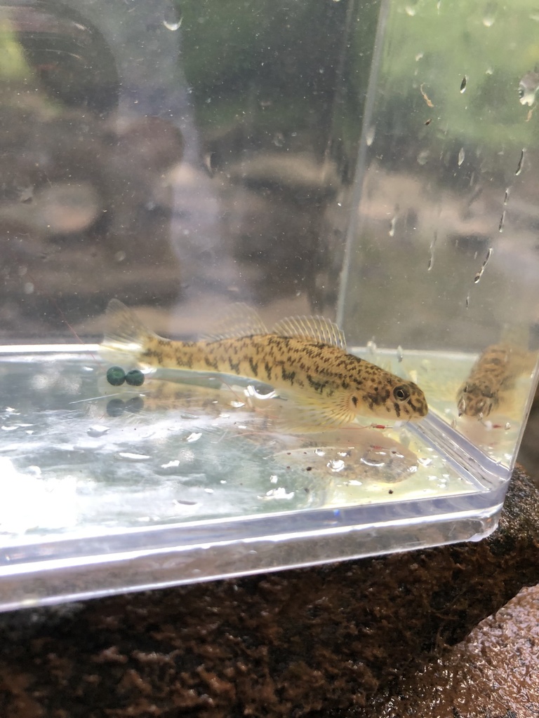 Greenside Darter from Great Falls Chase, Sterling, VA, US on June 14 ...