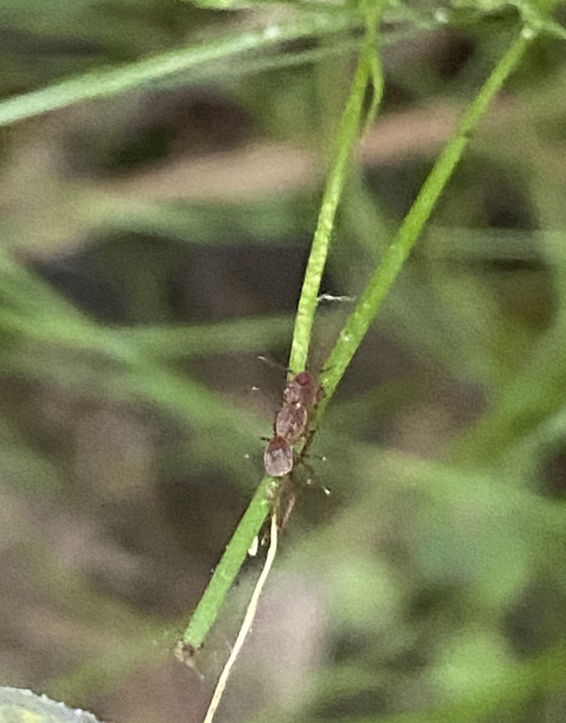 Haemaphysalis longicornis Neumann, 1901