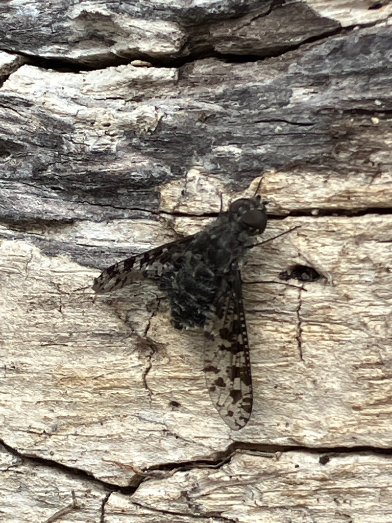 Anthrax oedipus in June 2022 by Cindy Trubovitz. Subgroup oedipus. https://bugguide.net/node ...