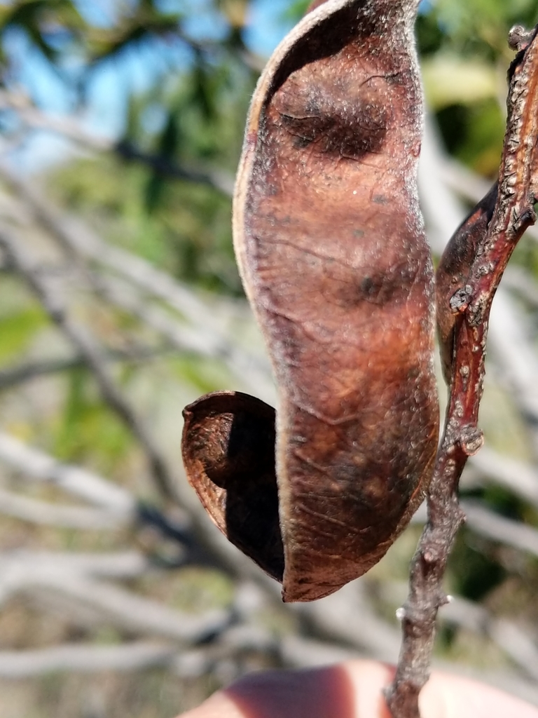 Koa (Acacia koa) - Botanical Realm