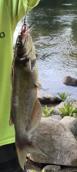 Channel Catfish from Lincoln Rd, Hamilton, MI, US on June 14, 2022 at ...