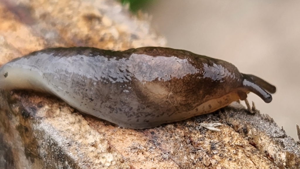 Meadow Slug from Corvallis, OR, USA on June 9, 2022 at 11:06 AM by ...
