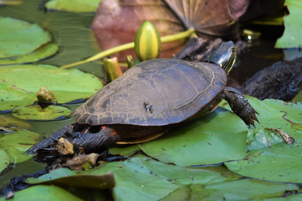 Painted Turtle from Cook County, IL, USA on June 12, 2022 at 03:28 PM ...