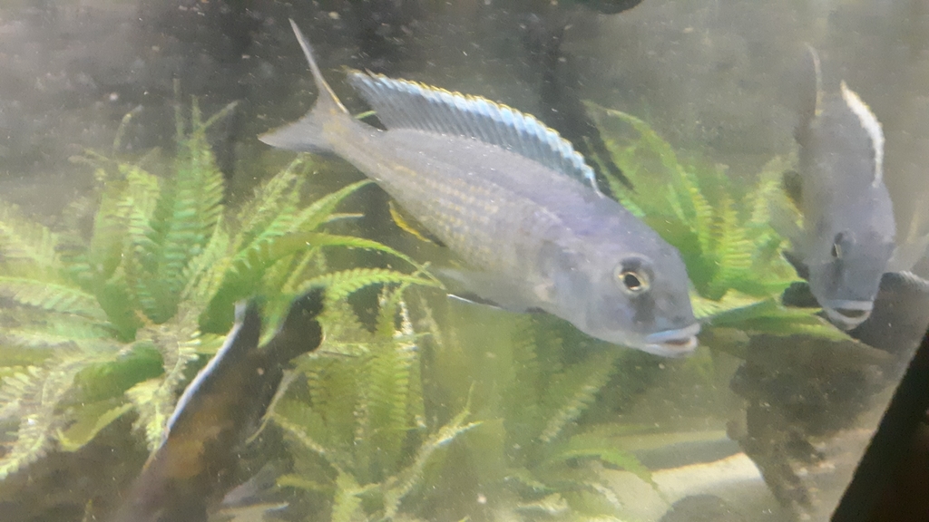 (Buccochromis spectabilis) - Marine Life Identification