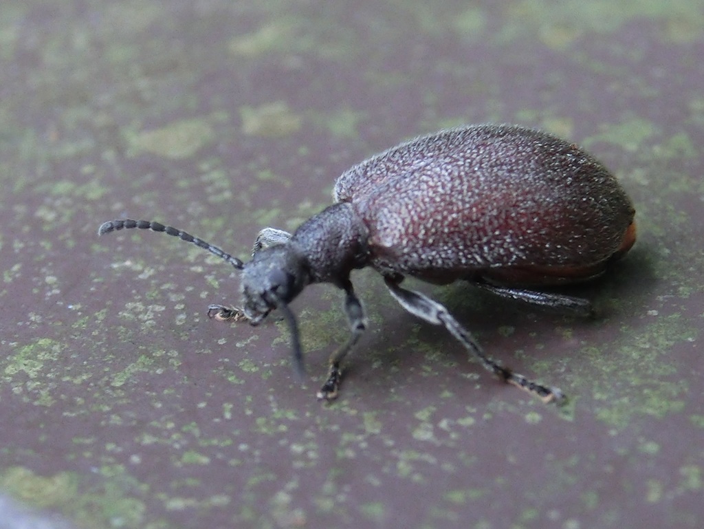 Cerogria from 台灣彰化縣 on June 12, 2022 at 09:52 AM by r88621108 · iNaturalist