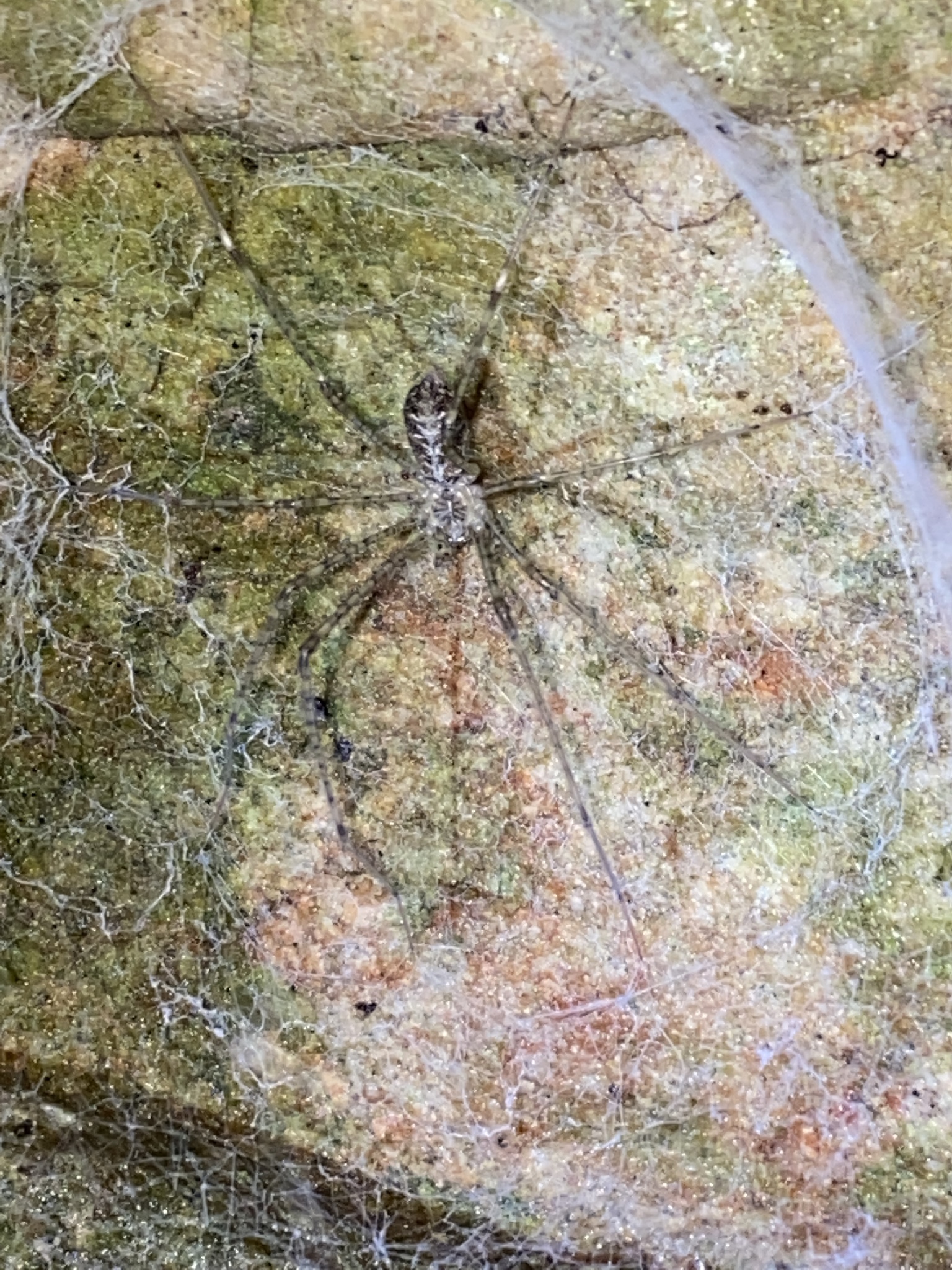 Hypochilidae