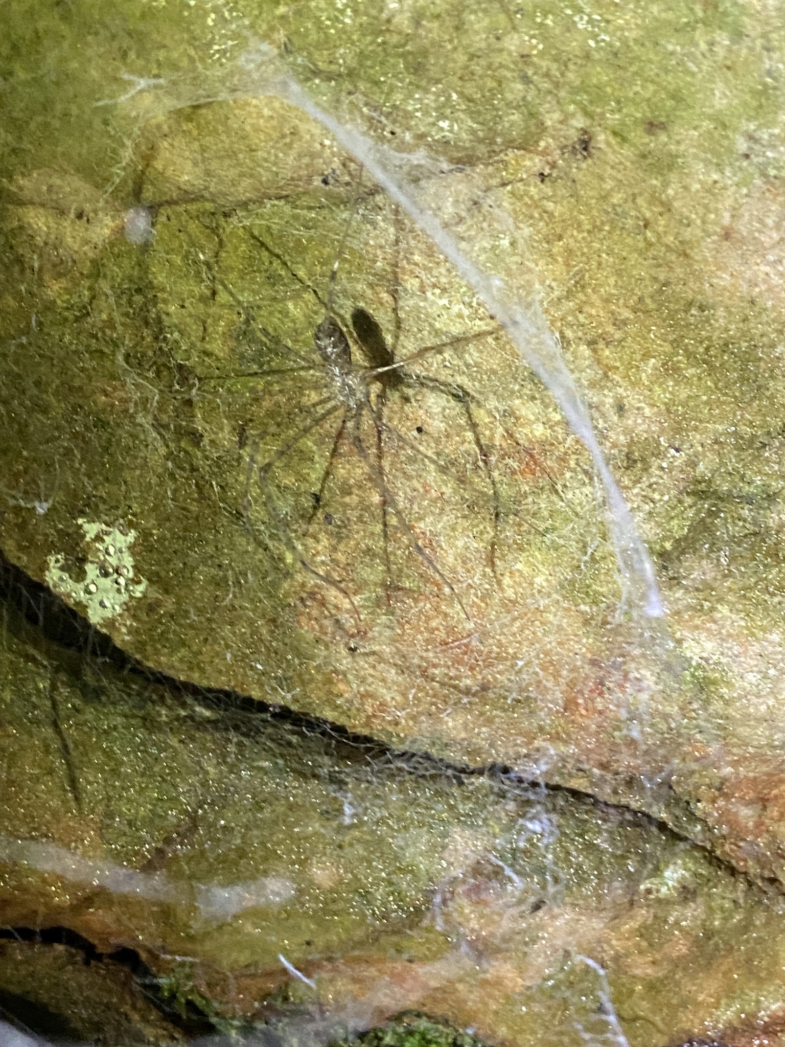 Hypochilidae