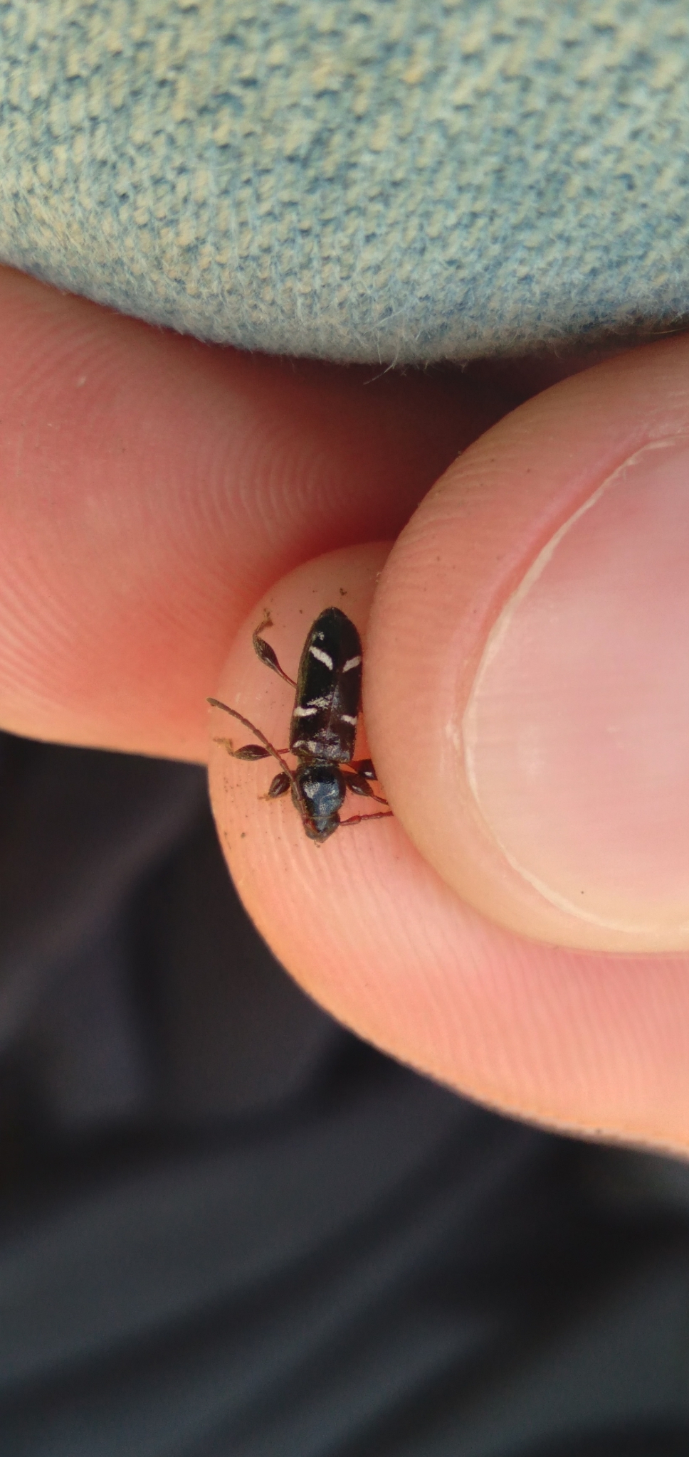 Phymatodes nitidus LeConte, 1874