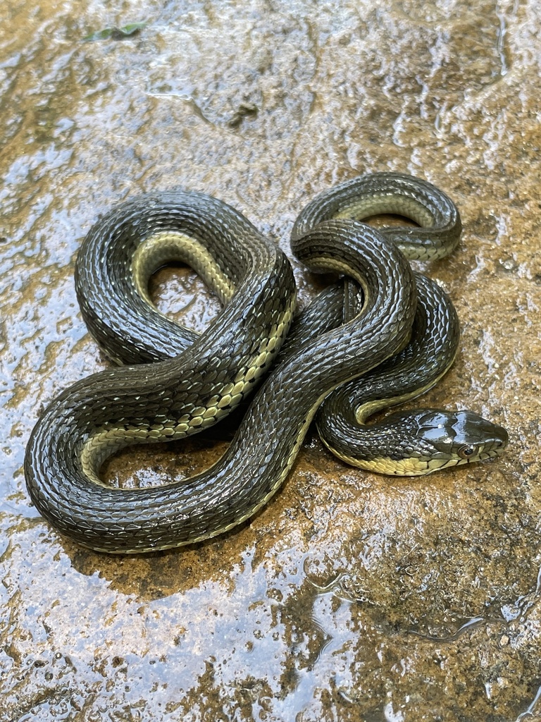Two-striped Garter Snake in June 2022 by Brandon Troth · iNaturalist