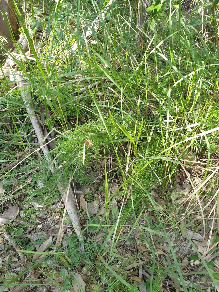 African Asparagus in July 2021 by pcopping_ecp · iNaturalist