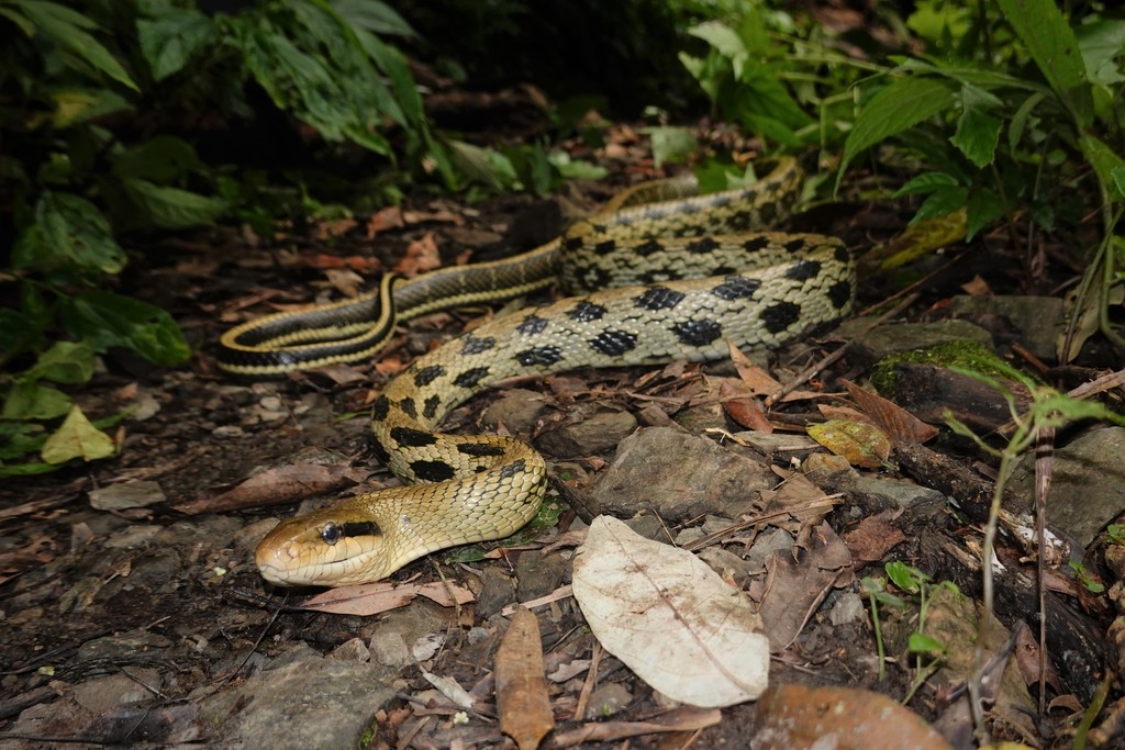 Taiwan Beauty Snake (Elaphe taeniura friesi) - Snakes and Lizards