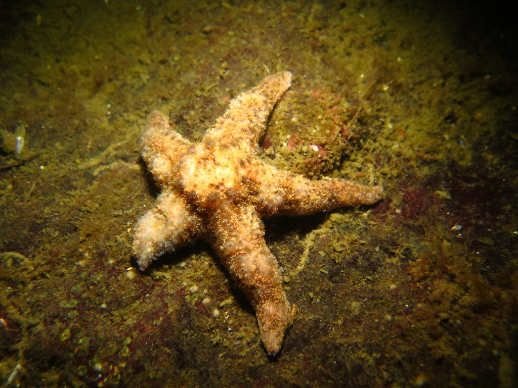 Giant Pink Sea Star from Greater Vancouver, CA-BC, CA on March 25, 2022 ...