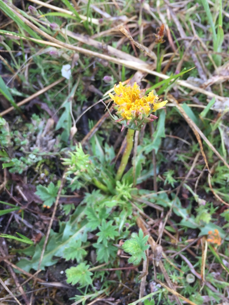 horned dandelion from Yukon, Yukon, Canada on June 14, 2022 at 11:49 AM ...