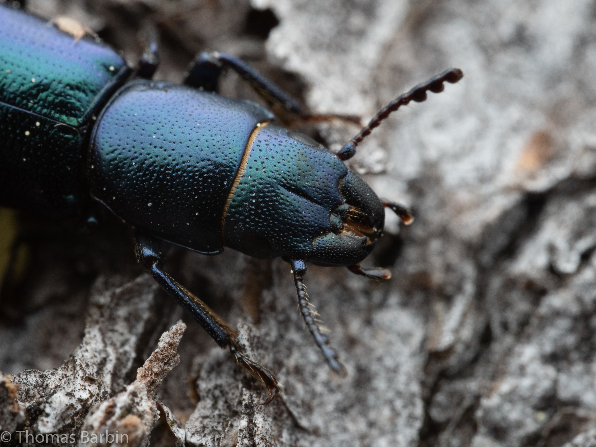 Temnoscheila Westwood, 1830