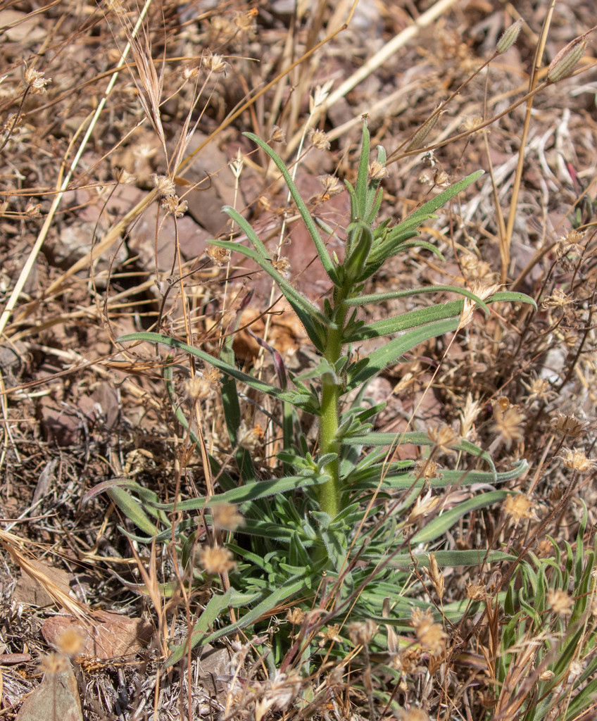 tarweeds from Mount Diablo State Park, Contra Costa, California, United ...