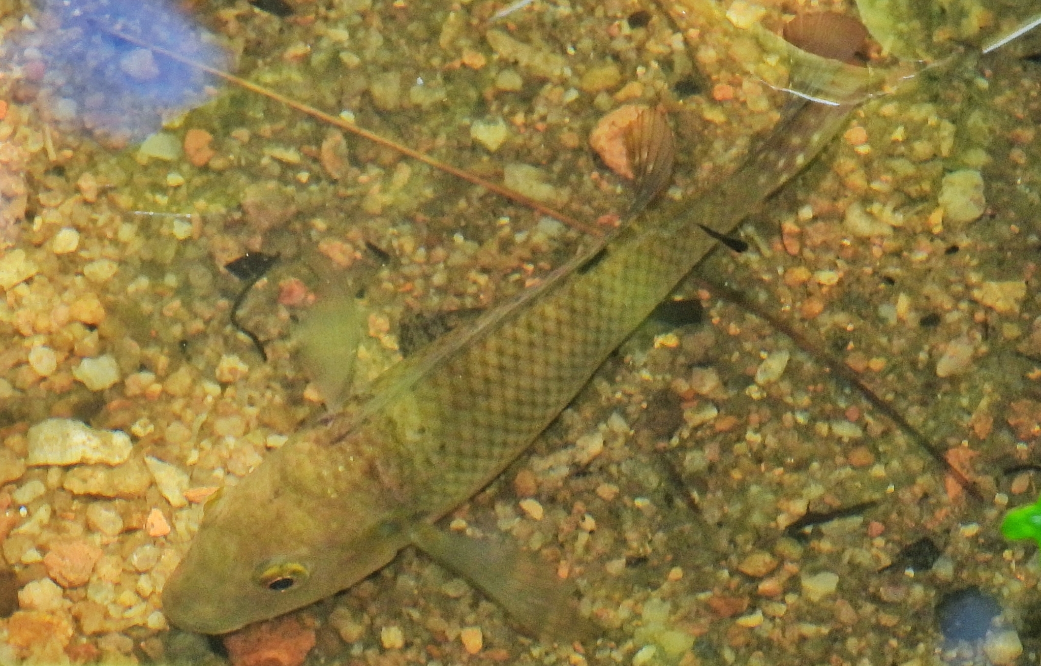 Coptodon zillii (Gervais, 1848)