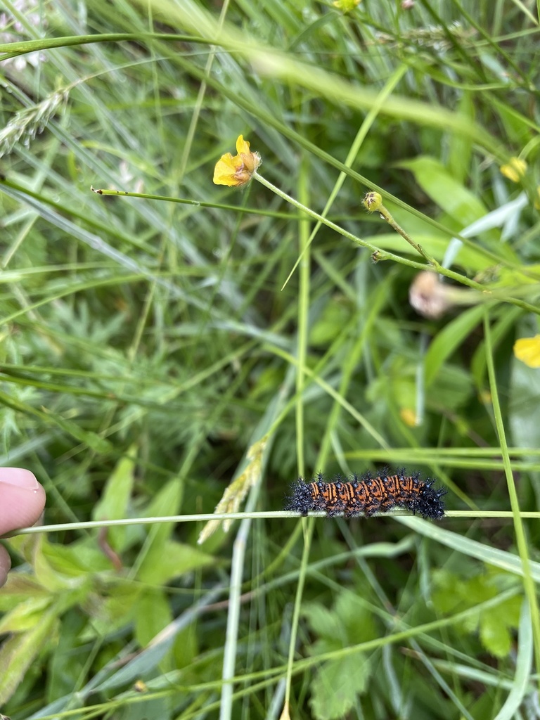 Baltimore Checkerspot from Erin, NY, US on June 14, 2022 at 07:15 AM by ...