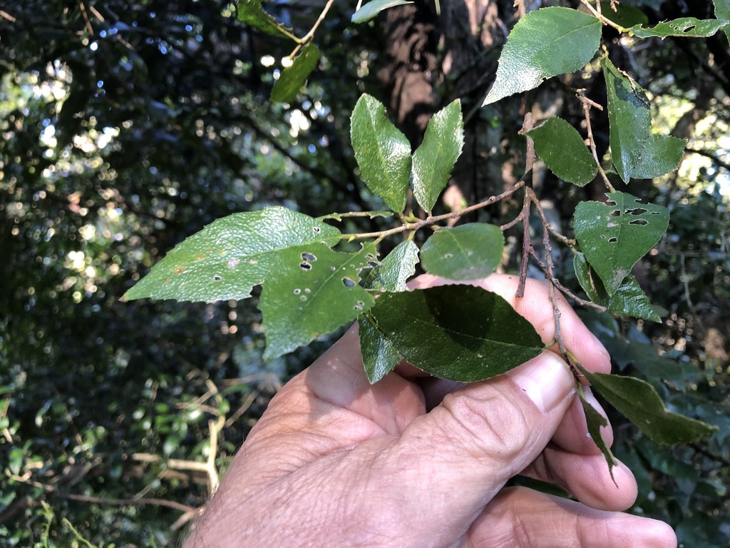 whalebone tree from Killarney QLD 4373, Australia on June 11, 2022 at ...