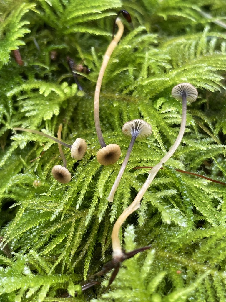 Collared Mosscap from Highwood Dr SW, Issaquah, WA, US on June 14, 2022 ...