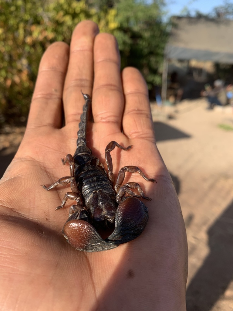 Tanzanian Red Clawed Scorpion from Ruaha National Park, Mbeya, TZ on ...
