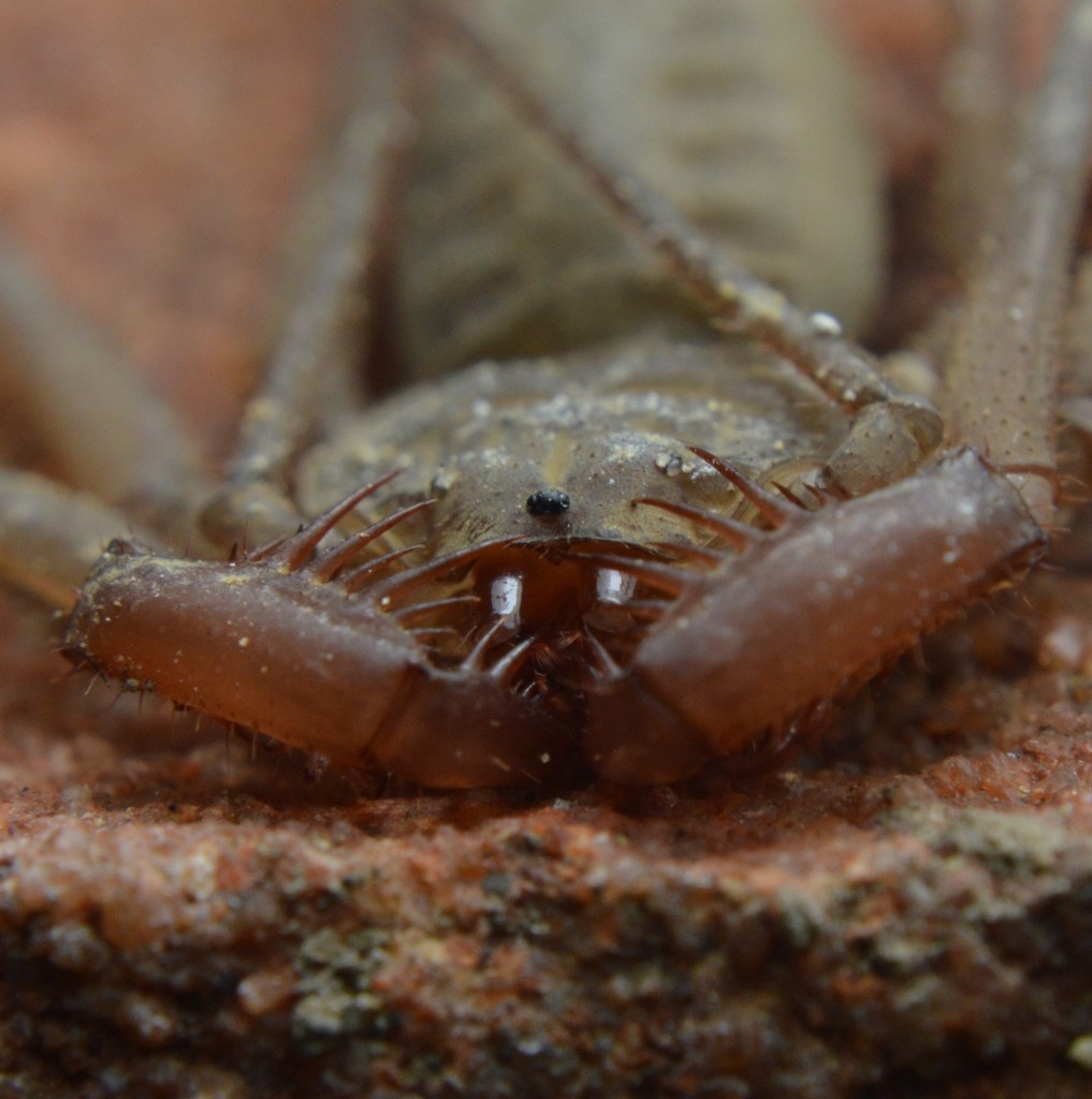 Paraphrynus pococki from Monterrey, Nuevo Leon, Mexico on June 14, 2022 ...