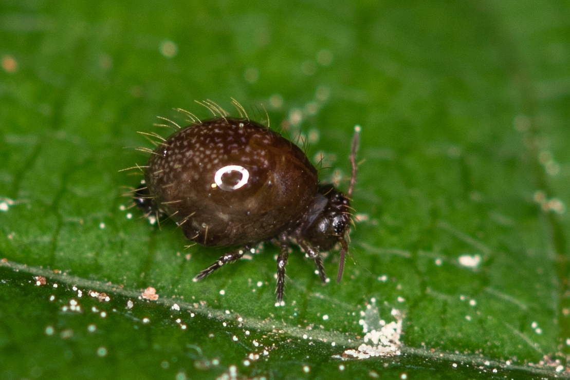 Allacma fusca (C.Linnaeus, 1758)