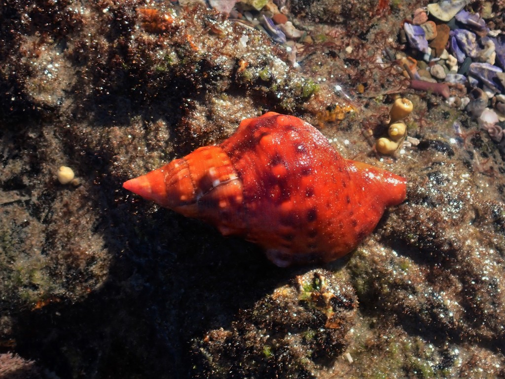 Knobbed Triton Snail from Mullaway NSW 2456, Australia on June 15, 2022 ...