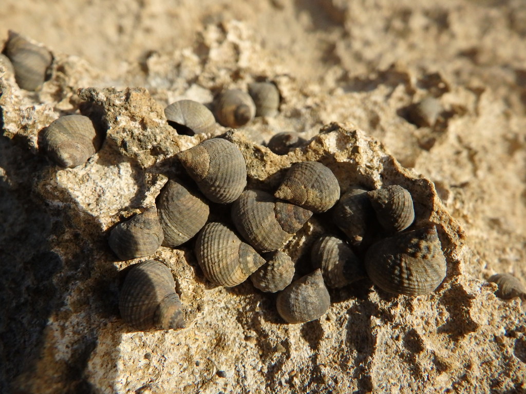 Tectarius striatus (Tenerife Snails) · iNaturalist