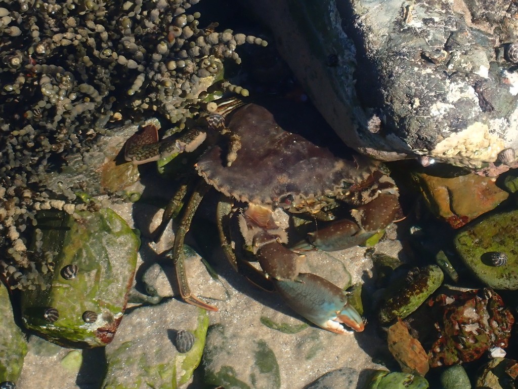 Mud Crab from Mullaway NSW 2456, Australia on June 15, 2022 at 12:07 PM ...