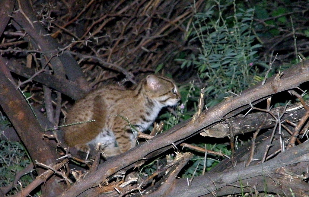 Mainland Rusty-spotted Cat in September 2014 by Rahulratan Chauhan ...
