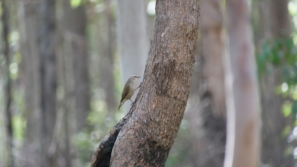 Brown Treecreeper from Bauple Forest QLD 4650, Australia on June 15 ...