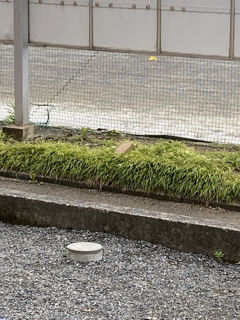 Dwarf Lily-turf from 藤枝北高校, 藤枝市, 静岡県, JP on June 15, 2022 at 04:19 PM ...