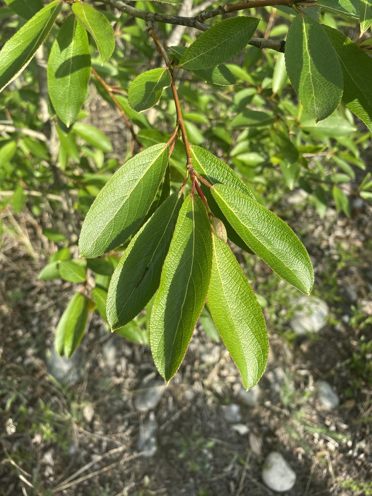 mongolian poplar from Tunkinsky, RU-BU-TU, RU-BU, RU on June 13, 2022 ...