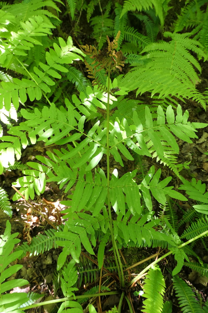 European royal fern from La Coruña, España on June 09, 2022 at 01:02 PM ...