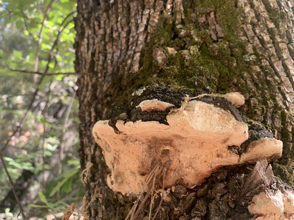 Perenniporia fraxinophila from Galiuro Wilderness, Willcox, AZ, US on ...