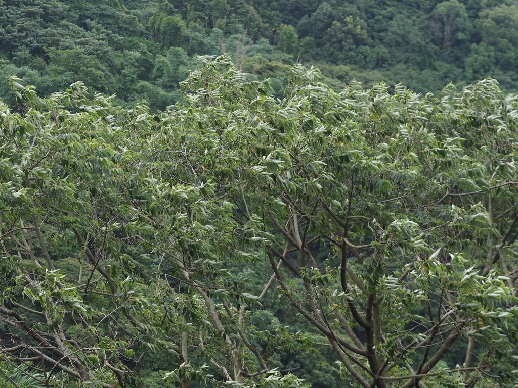 Oriental trema from Yulin, Taiwan, Taiwan on June 13, 2022 at 04:09 PM ...
