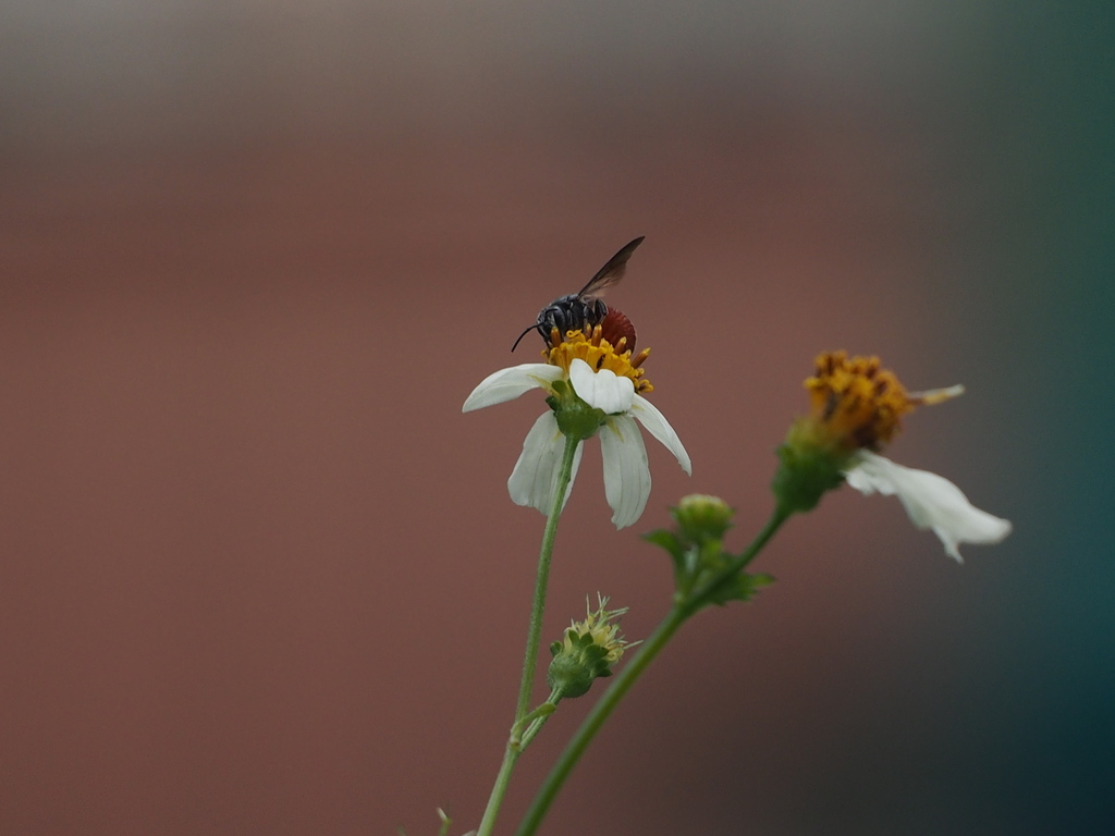 Euaspis from Jordan Valley, Hong Kong on June 15, 2022 at 08:33 AM by ...