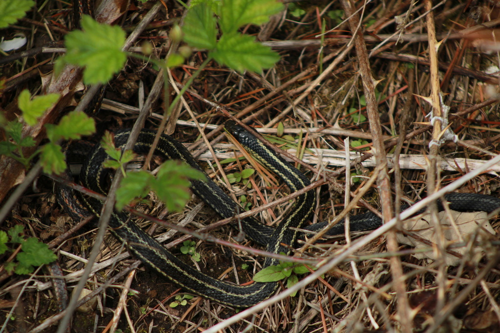 Northwestern Garter Snake from Bellingham, WA, US on June 07, 2022 at ...