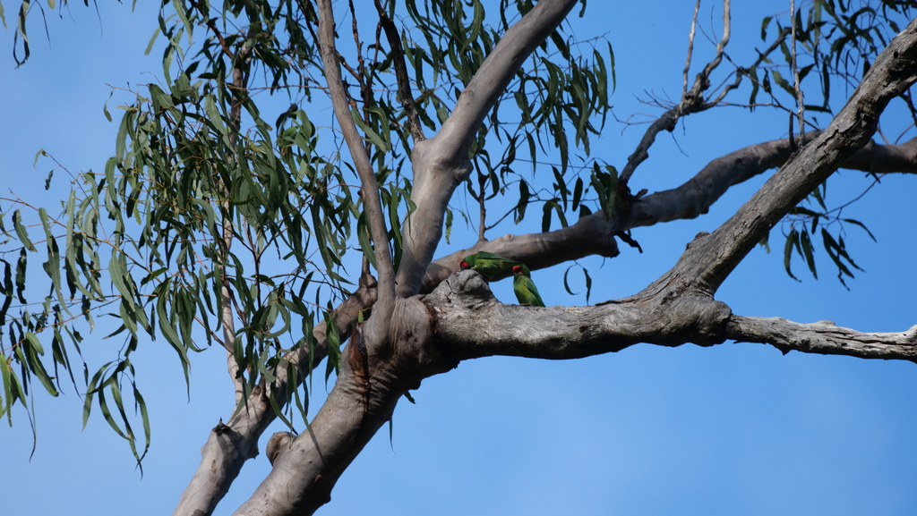 Little Lorikeet from Bauple Forest QLD 4650, Australia on June 15, 2022 ...
