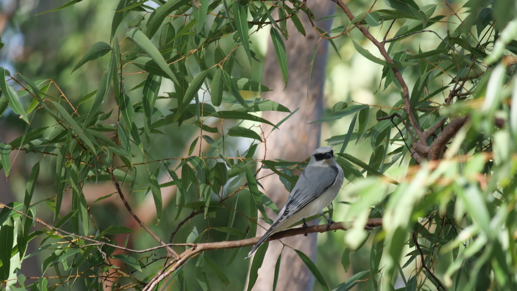 White-bellied Cuckooshrike from Bauple Forest QLD 4650, Australia on ...