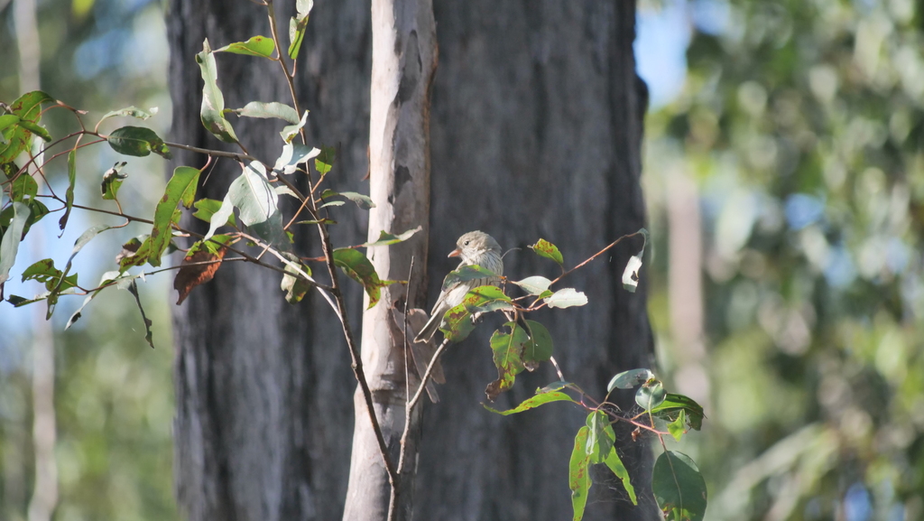 Rufous Whistler from Bauple Forest QLD 4650, Australia on June 15, 2022 ...