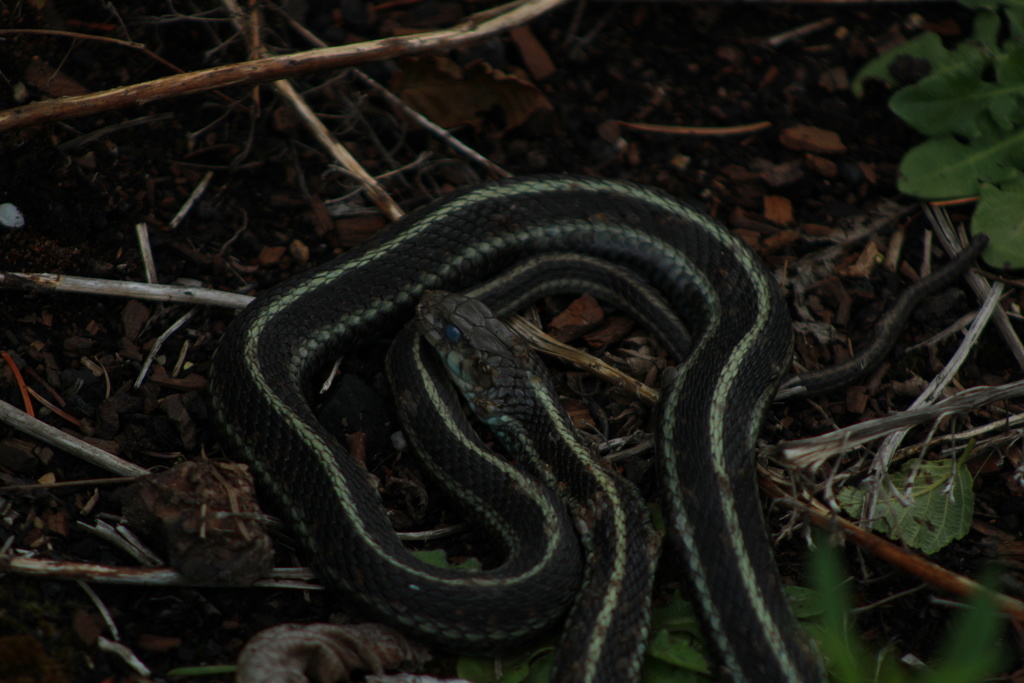 Northwestern Garter Snake from Bellingham, WA, US on June 07, 2022 at ...