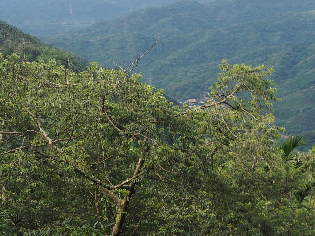 Oriental trema from Yulin, Taiwan, Taiwan on June 13, 2022 at 04:16 PM ...