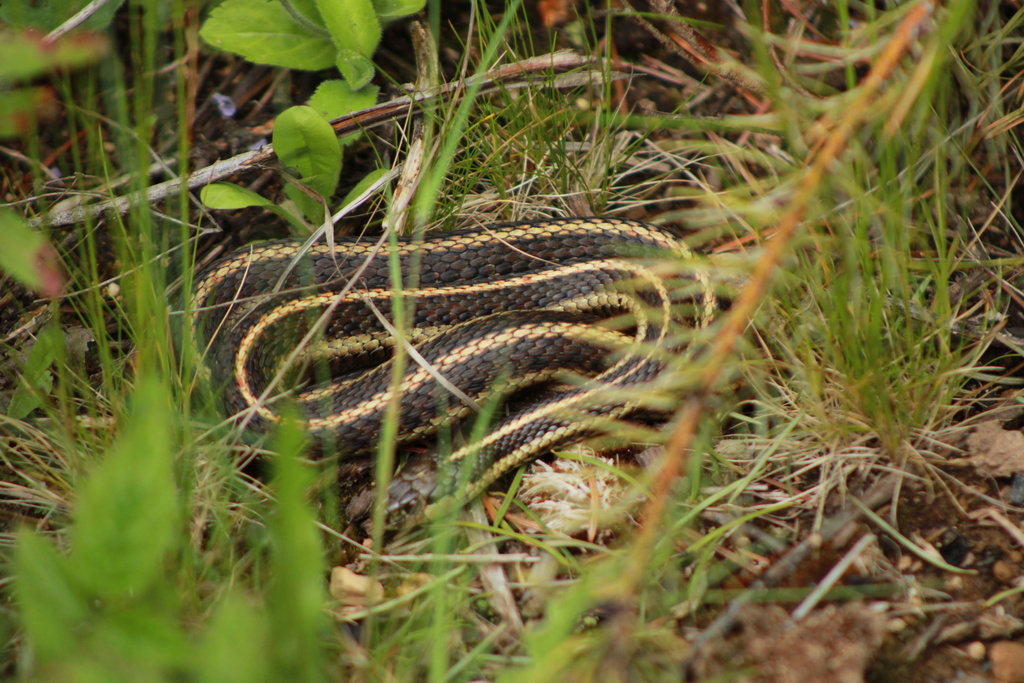 Northwestern Garter Snake from Bellingham, WA, US on June 07, 2022 at ...