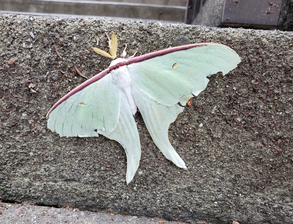 Moon Moths from Akasaka, Minato City, Tokyo 107-0052, Japan on June 03 ...