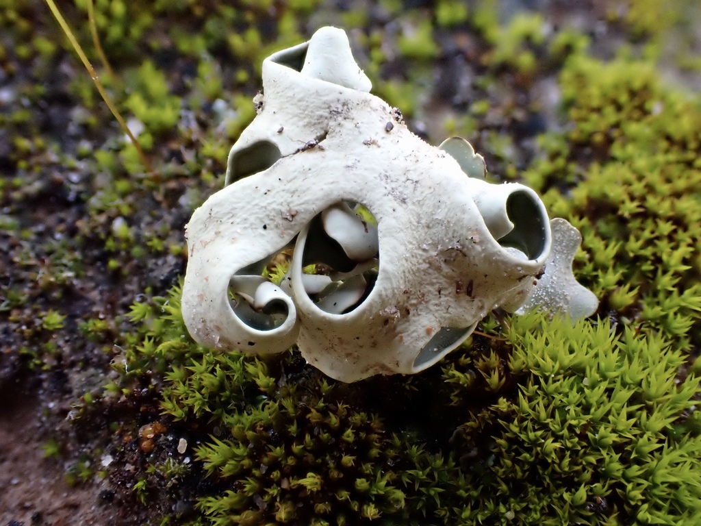Resurrection Lichen from Kings Billabong Park, Red Cliffs, VIC, AU on ...