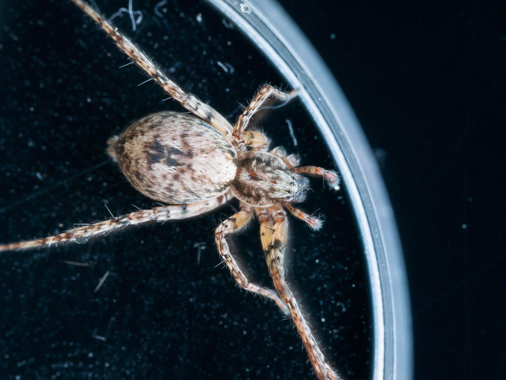 Buzzing Spider from Prioksky City District, Nizhny Novgorod, Nizhny ...