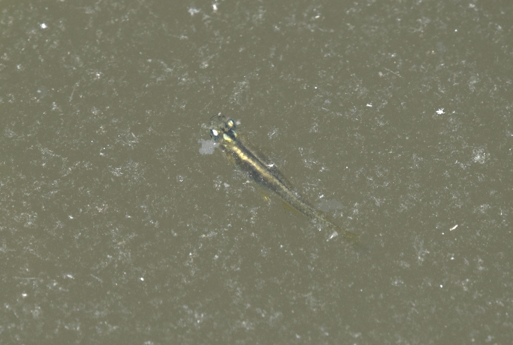 Chinese rice fish from Zhengzhou, CN-HE, CN on June 09, 2022 at 12:13 ...